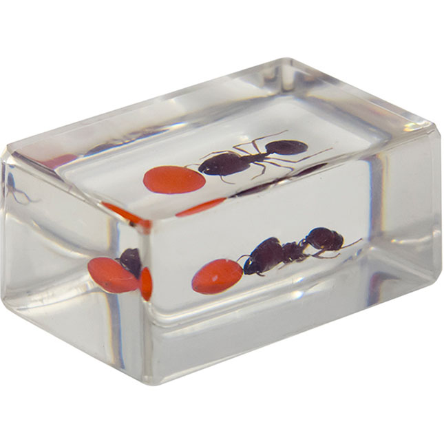 Celestron 3D Bug Specimen Kits - - Fat Brain Toys