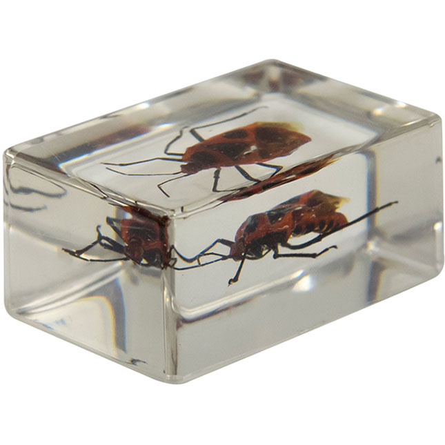Celestron 3D Bug Specimen Kits - - Fat Brain Toys