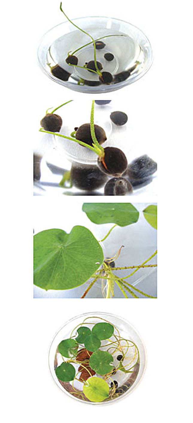 Fast Acting Plants - Grow Your Own Lily Pad - - Fat Brain Toys