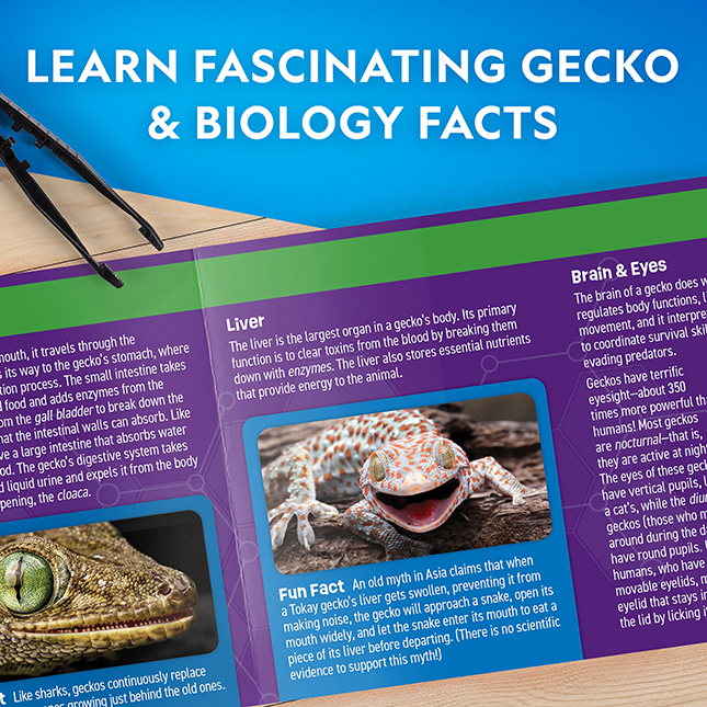 National Geographic Glow-in-the-Dark Gecko Dissection Lab