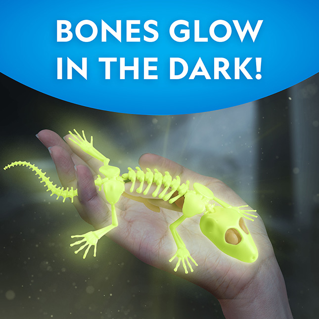 National Geographic Glow-in-the-Dark Gecko Dissection Lab