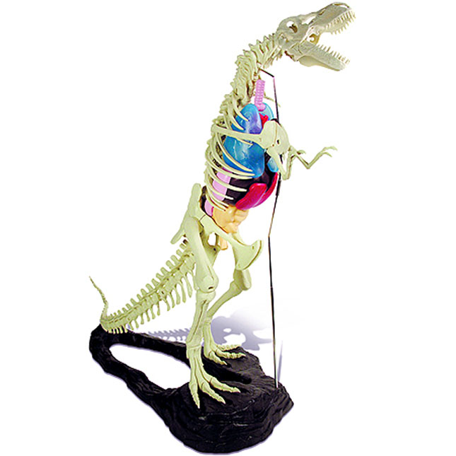 GeoRex - Complete T-Rex Skeleton - - Fat Brain Toys
