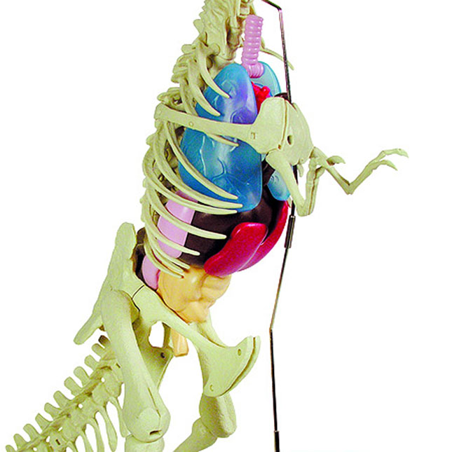 GeoRex - Complete T-Rex Skeleton - - Fat Brain Toys