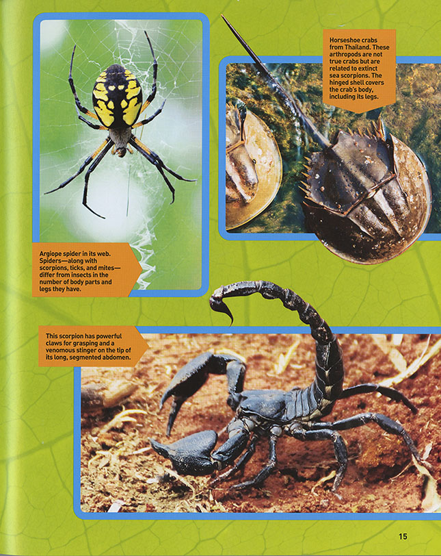 National Geographic Kids Ultimate Bug-Opedia - - Fat Brain Toys