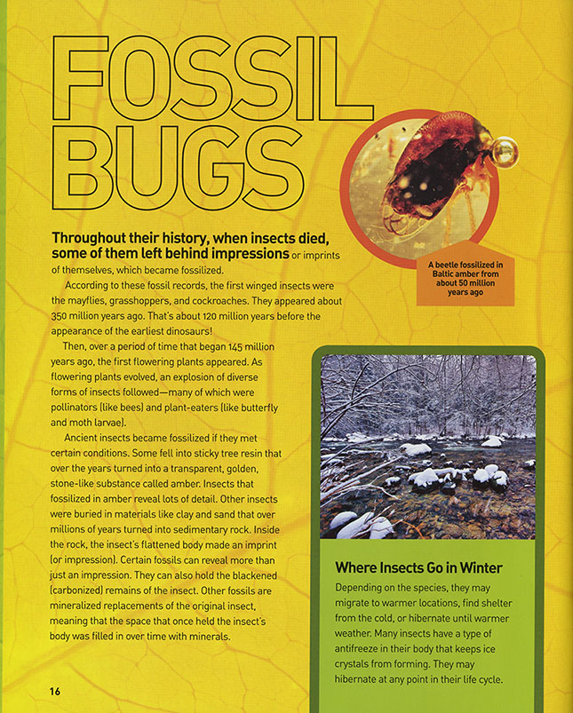 National Geographic Kids Ultimate Bug-Opedia - - Fat Brain Toys