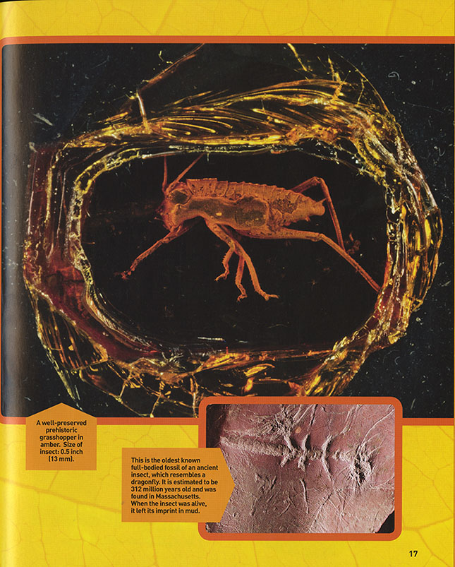 National Geographic Kids Ultimate Bug-Opedia - - Fat Brain Toys