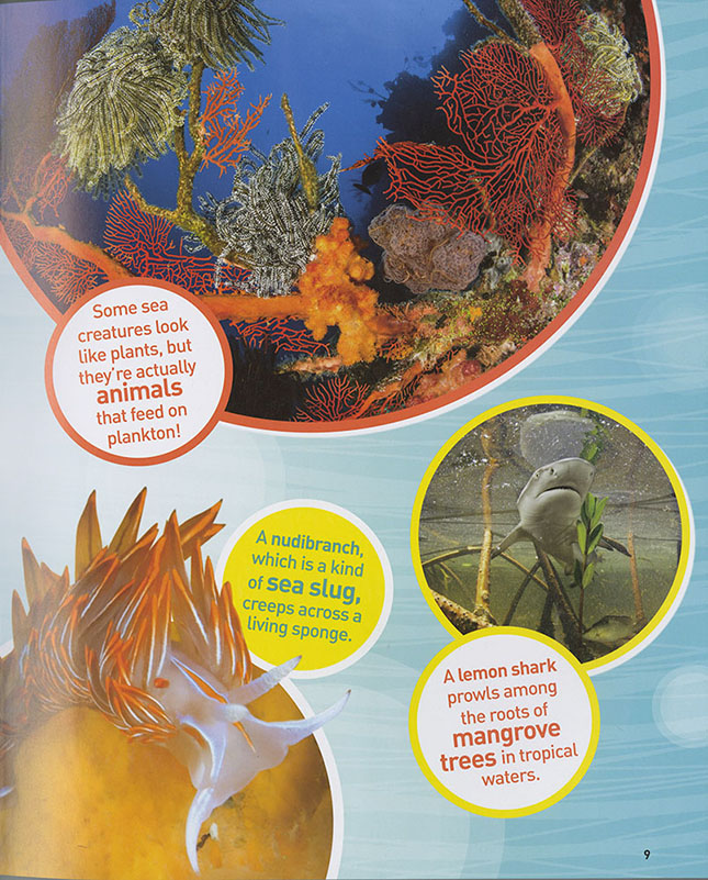 National Geographic Kids Ultimate Ocean-pedia - - Fat Brain Toys