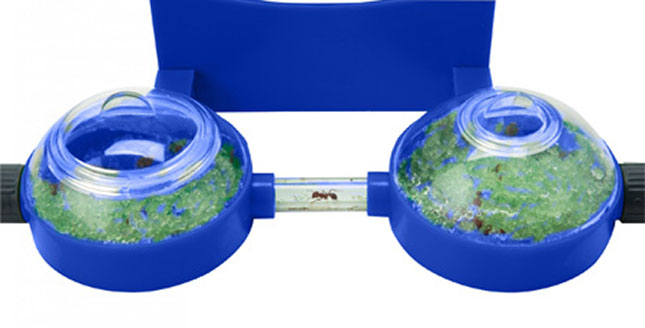 Ant Lab Gel Station - - Fat Brain Toys