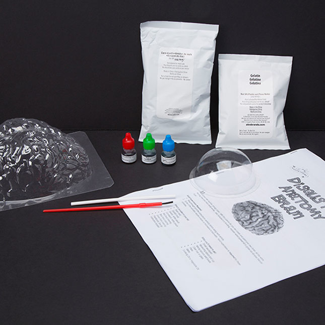 Disgusting Anatomy Brain - - Fat Brain Toys