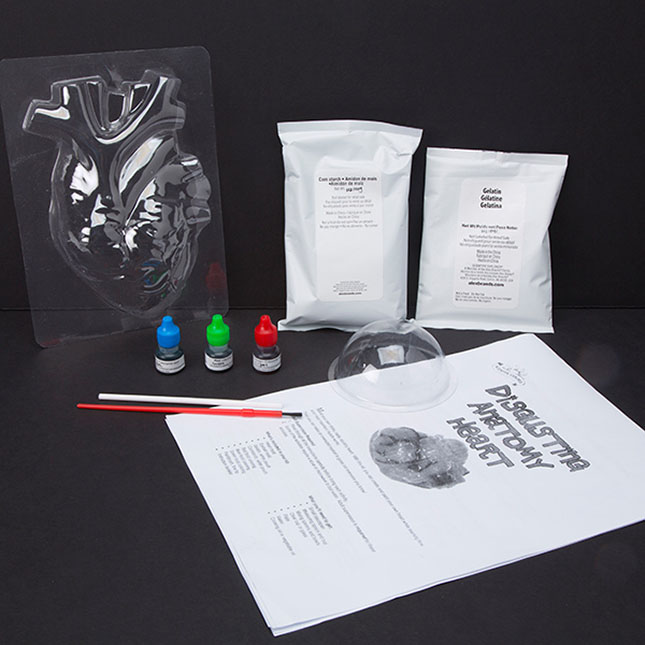 Disgusting Anatomy Heart - - Fat Brain Toys