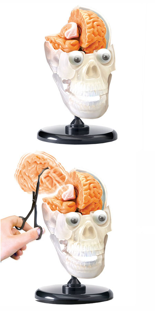 The Amazing Squishy Brain - - Fat Brain Toys