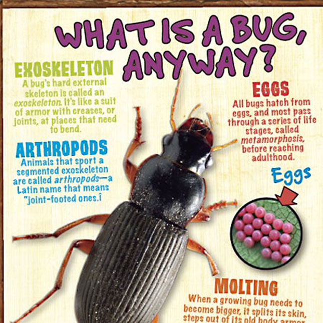 Bug Playground - - Fat Brain Toys