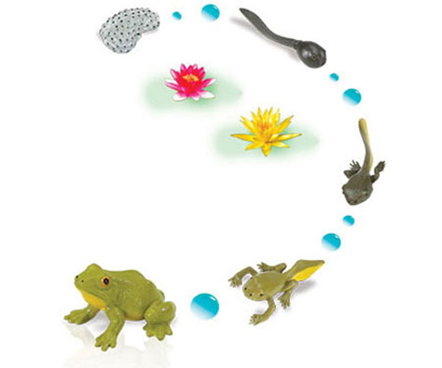 Life Cycle of a Frog Set - - Fat Brain Toys