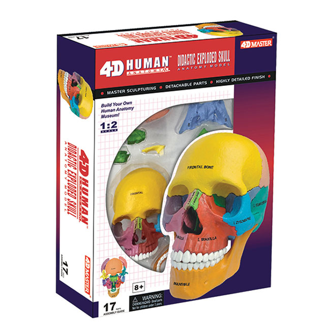 Didactic Exploded Skull - - Fat Brain Toys