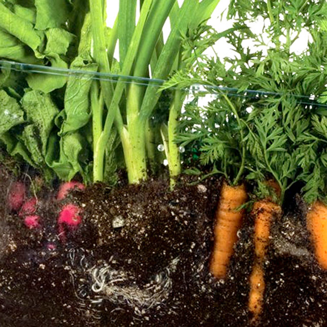 Deluxe Root Viewer - - Fat Brain Toys