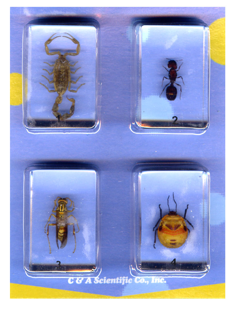 Bug Specimens (Scorpion, Ant, Wasp, Flower Bug) - - Fat Brain Toys