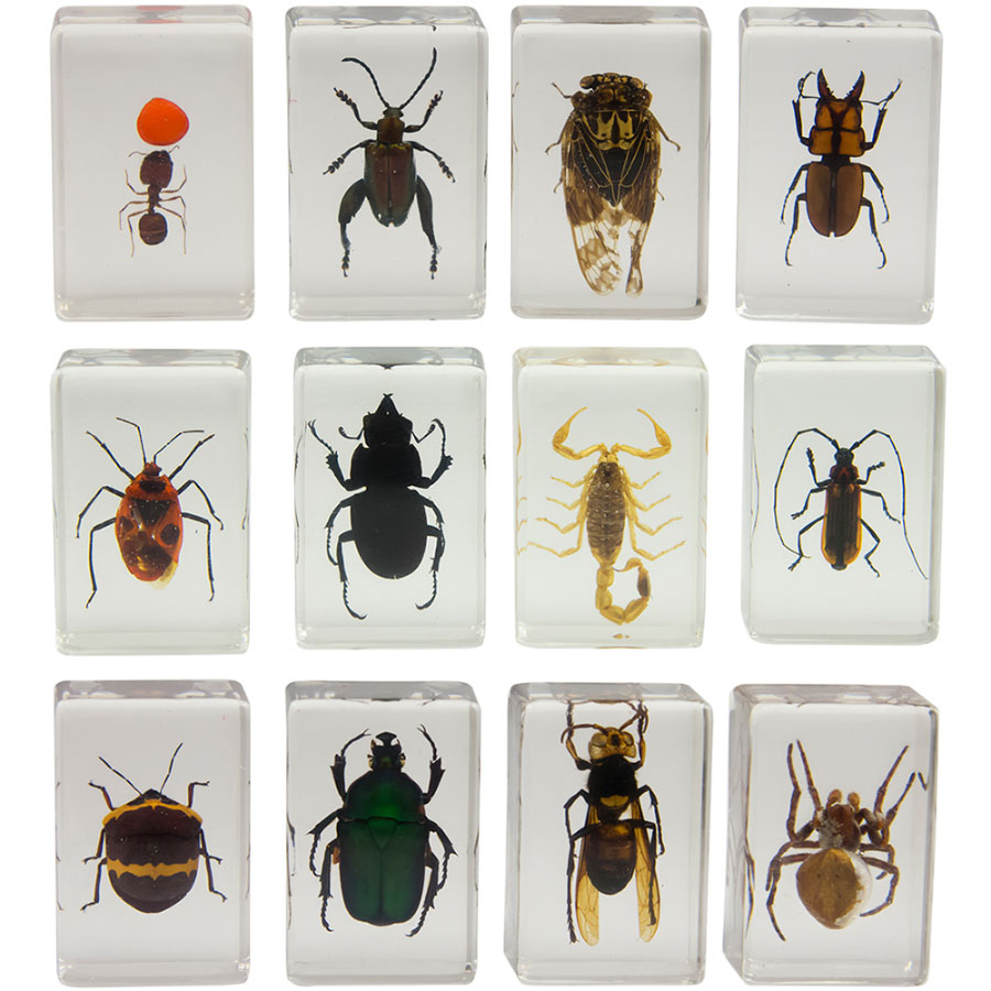 Celestron 3D Bug Specimen Kits - - Fat Brain Toys