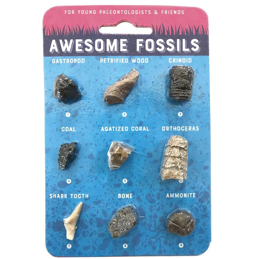 Awesome Fossils - Hand-Sized Collection - Best for Ages 4 to 10