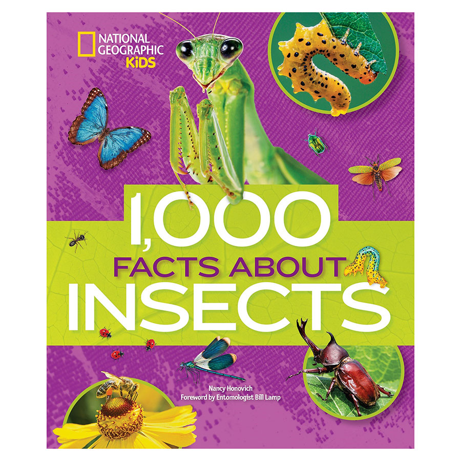 1000 Facts About Insects - - Fat Brain Toys