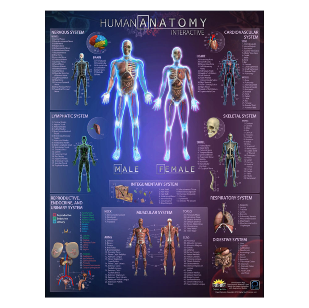Human Anatomy Wall Chart with Interactive App - - Fat Brain Toys