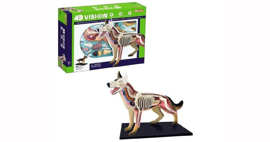 4D Vision Dog Anatomy Model - - Fat Brain Toys
