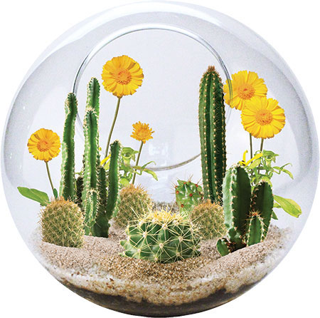 Mini Desertscape Glass Terrarium - - Fat Brain Toys