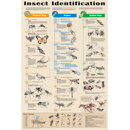 Insect Identification Chart Poster - - Fat Brain Toys