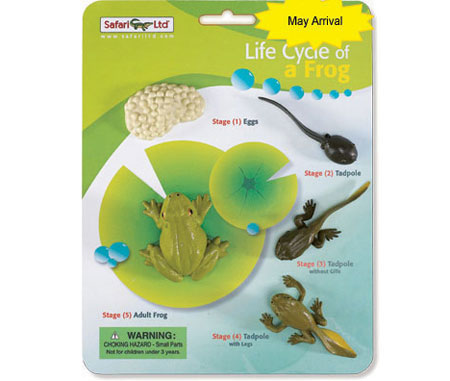 Life Cycle of a Frog Set - - Fat Brain Toys