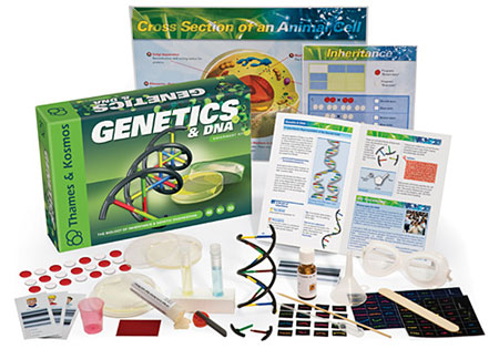 Genetics & DNA - - Fat Brain Toys